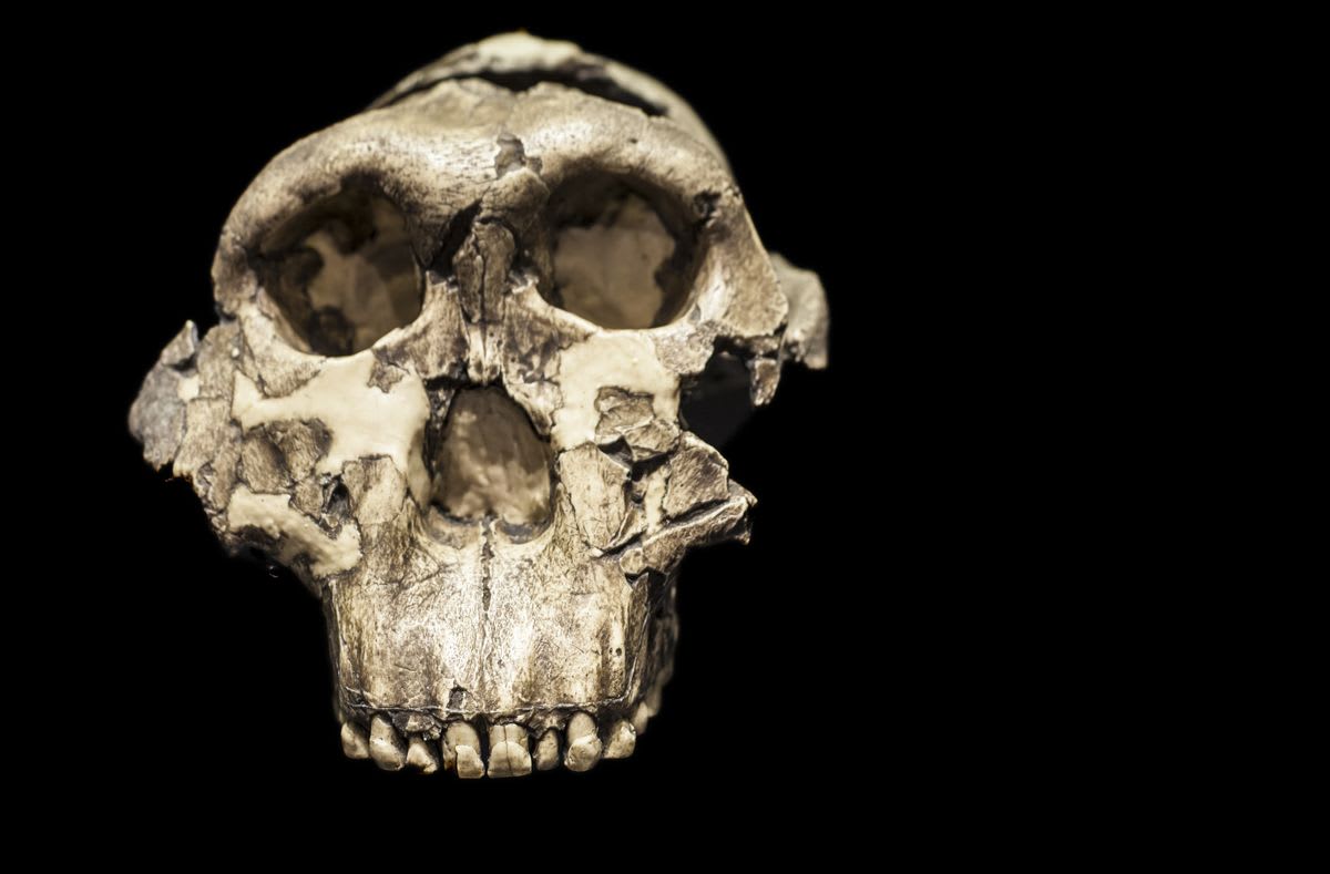 2-Million-Year-Old Teeth Reveal Sex Of Prehistoric Human-Like Ape For ...