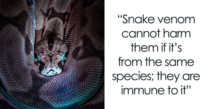 23 Awesome Snake Facts To Shed Some Light On These Cool Reptiles