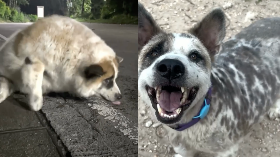 Overfed to the Point of Collapse, This Street Dog’s Comeback Will Leave ...