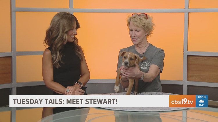 TUESDAY TAILS: Meet Stewart from the SPCA of East Texas