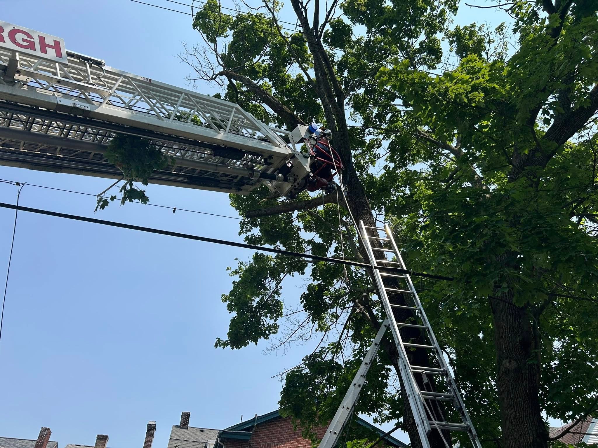 Pruner stuck 30 feet in a tree rescued in Bloomfield