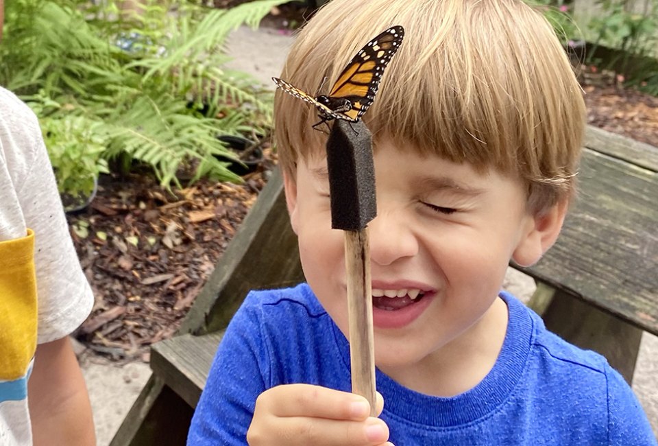 Virginia-Highland Summerfest, Butterfly Festival, and More Things to Do ...