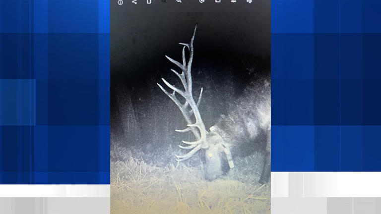 DNR seeks information following illegal elk shooting