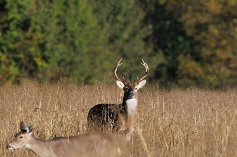Arkansas Game & Fish WMA deer hunt permit deadline July 1