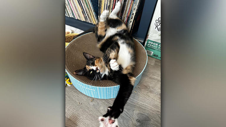 Abba and two kittens looking for a loving home