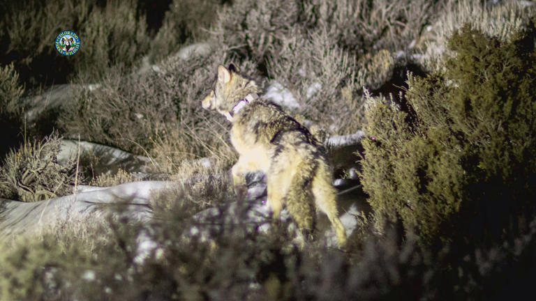 Local wildlife activists call on CPW for change following additional ...