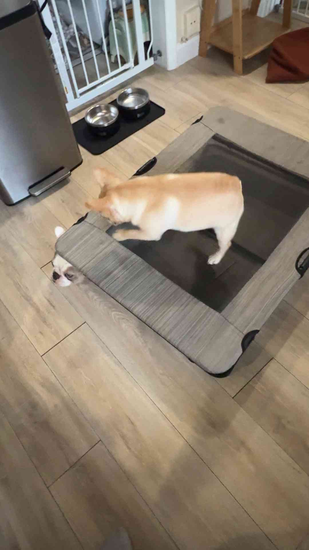 French Bulldog Puppy Has Fun on Cot While Fluffy Friend Gets Stuck Below