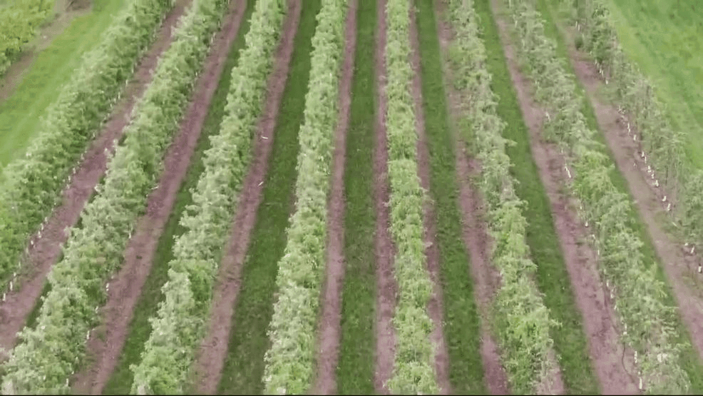Northern Michigan apple growers face uncertain season amid weather ...