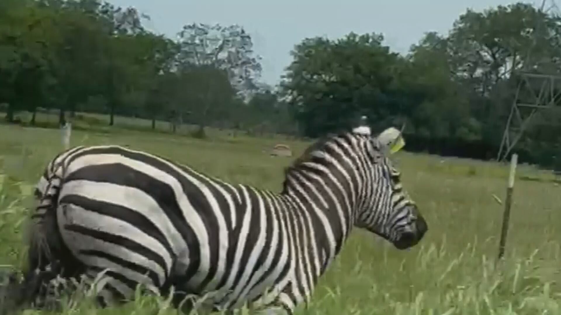 More videos surface of escaped pet zebra loose in Tennessee