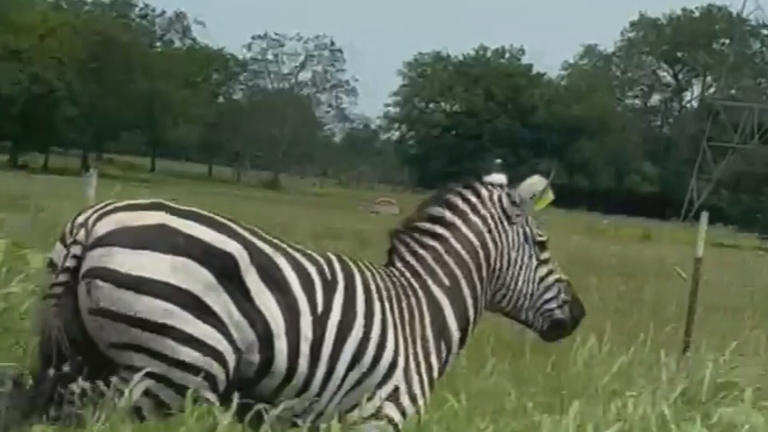 More videos surface of escaped pet zebra loose in Tennessee