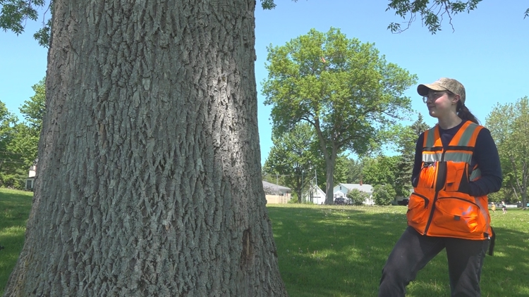 'It's never too early to plan': Bangor prepares to fight emerald ash ...