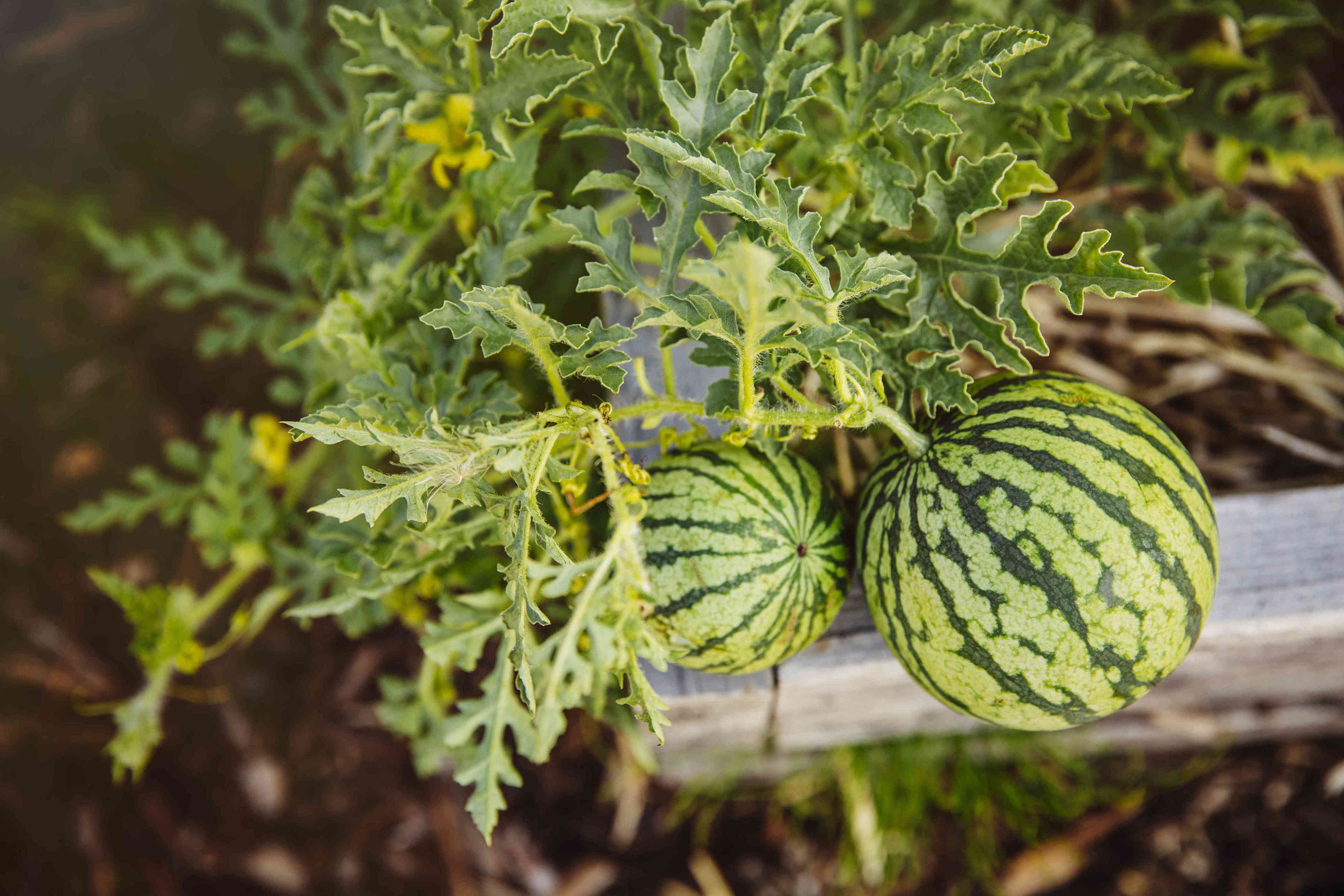 How to grow watermelon from seed for sweet, juicy fruit