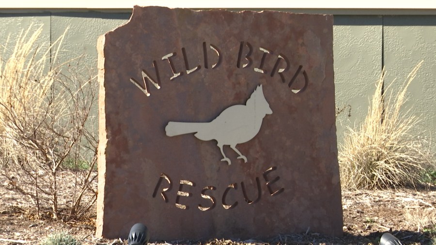 Wild Bird Rescue to host free educational program this summer
