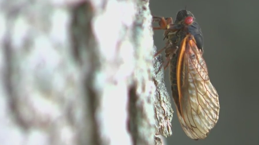 See it: Brood 14 cicadas return to Suffolk County after 17 years