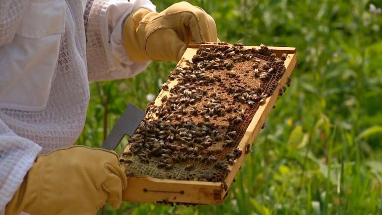 Veterans find community through beekeeping at Ohio State Marion