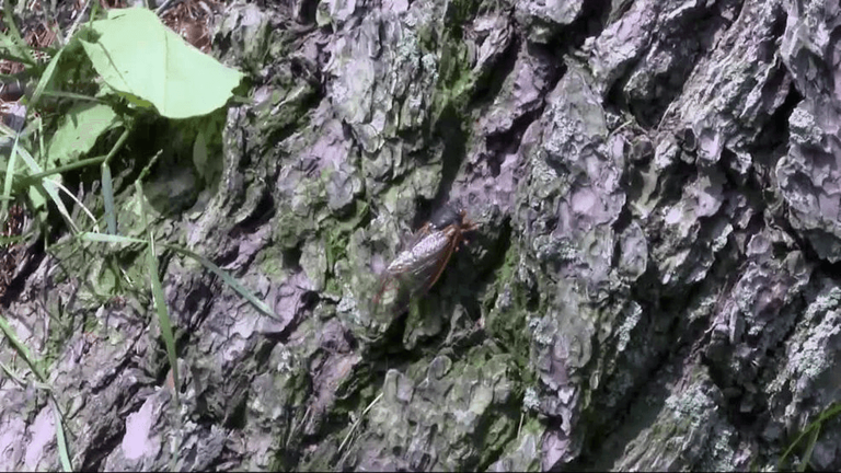 What's that sound? Brood 14 Cicadas emerge across central Pennsylvania ...