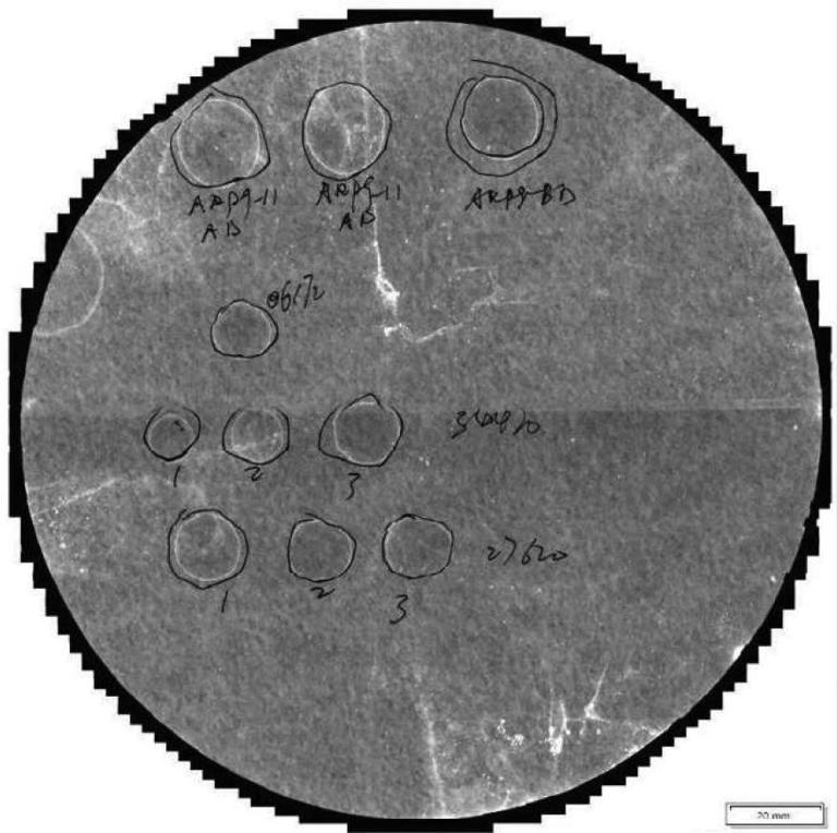 Chinese national couple charged with smuggling crop-killing fungus into ...