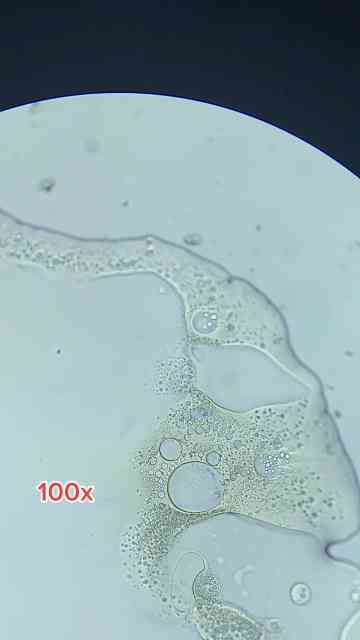 What Everyday Objects Look Like Under a Microscope