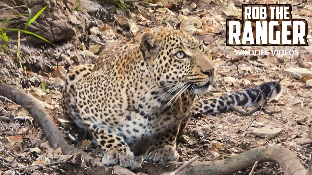 Leopard cub and mother traverse Mara plains in search of prey