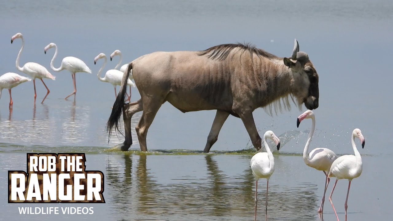 Eastern white-bearded gnu strolls past Amboseli waterbirds
