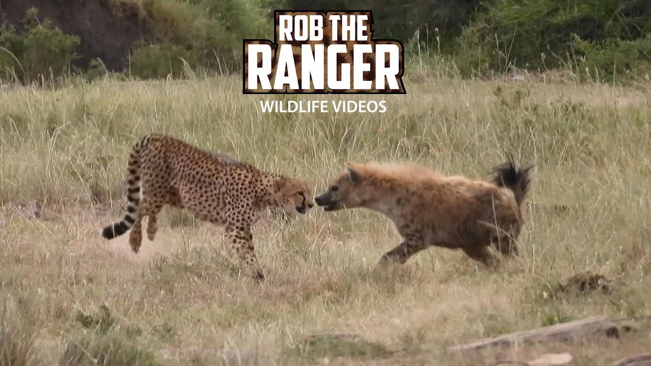 Hyena hijacks cheetah family kill in daring Maasai Mara heist