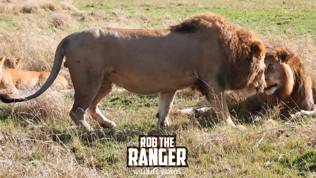 Lion Pride Basks in Maasai Mara Sun