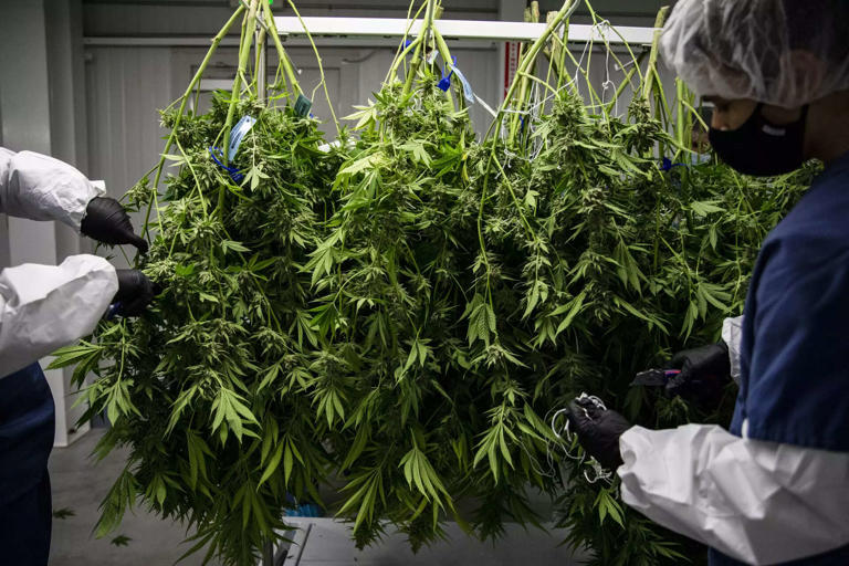 This discovery in Cannabis DNA will change how you see weed forever; 33 ...