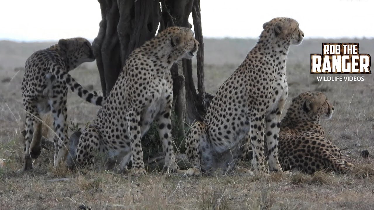 Cheetah coalition heads out on patrol through Mara territory