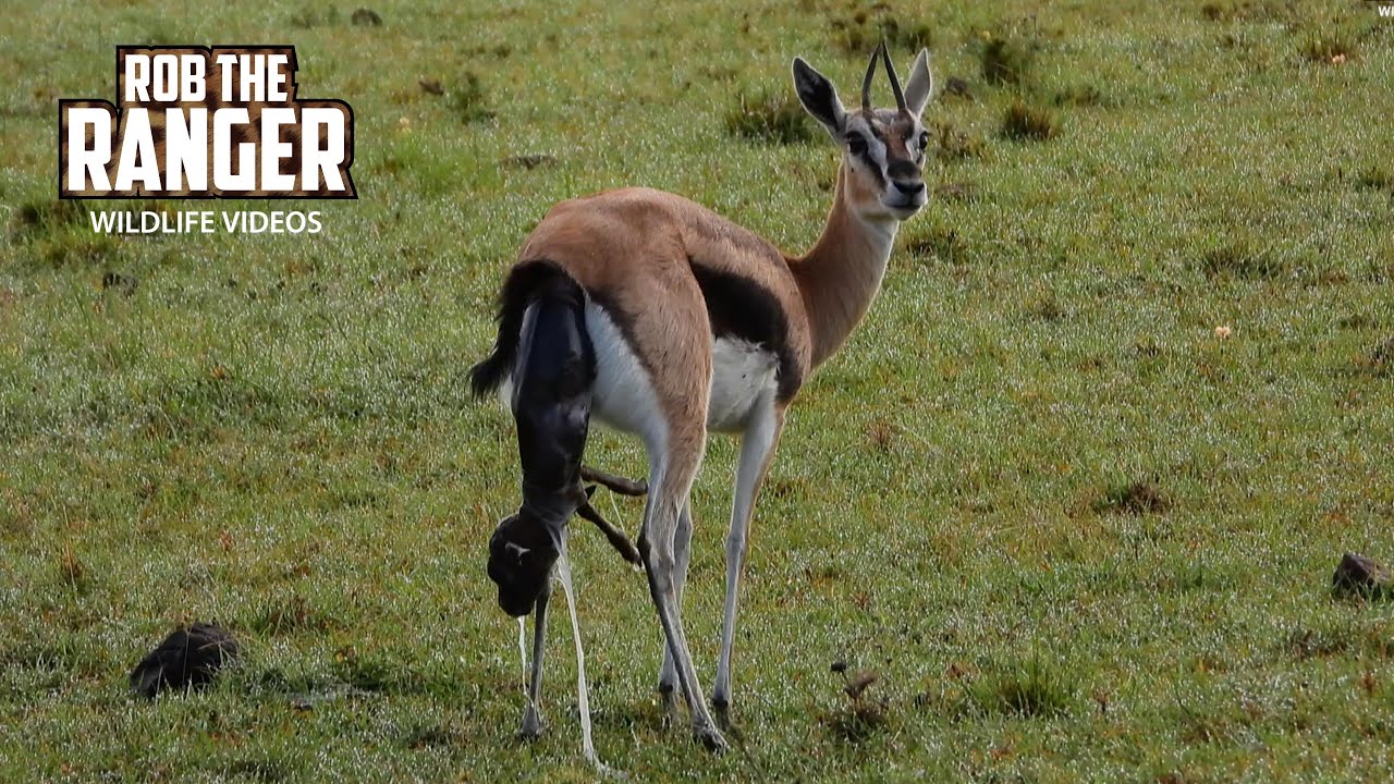 Witness rare gazelle birth live in the Maasai Mara wilds