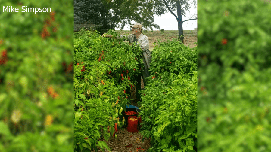 Haysville man grows hundreds of hot peppers, sharing spice with anyone ...