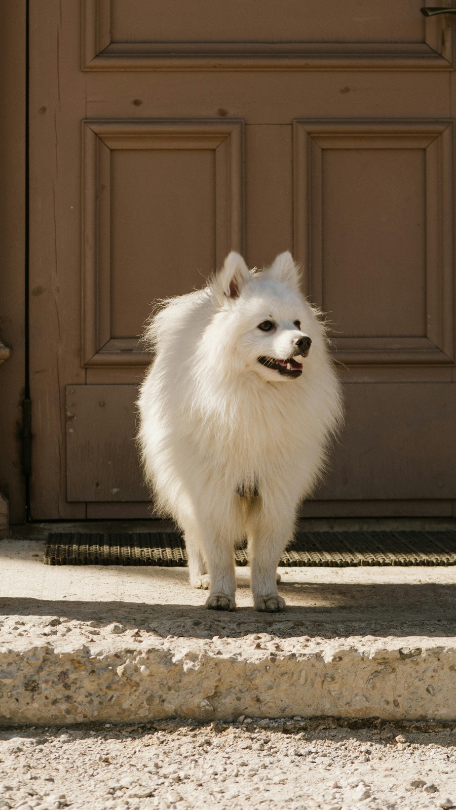 Fluffy dog breeds that look like foxes