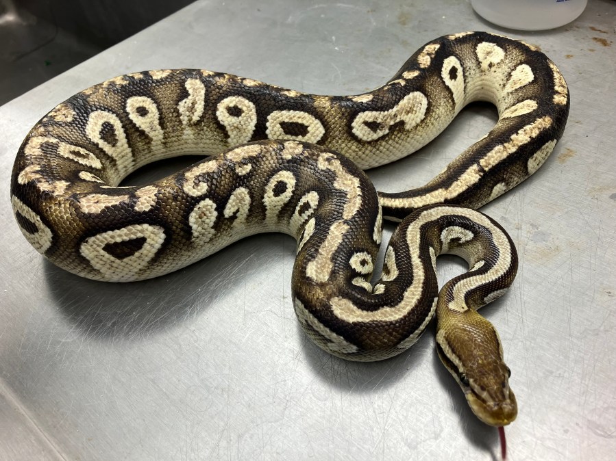 How do illegal animals make their way to Hawaiʻi — and what happens ...