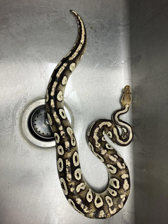 Illegal 3.5-foot-long snake captured in Kaimuki backyard