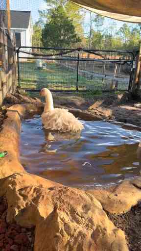 Nibbler’s Poolside Paradise A Goose’s Best Life!