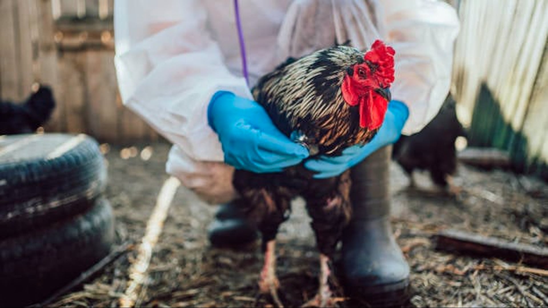 Gripe Aviar: ¿Es Posible Contagiarse Comiendo Carne De Pollo?