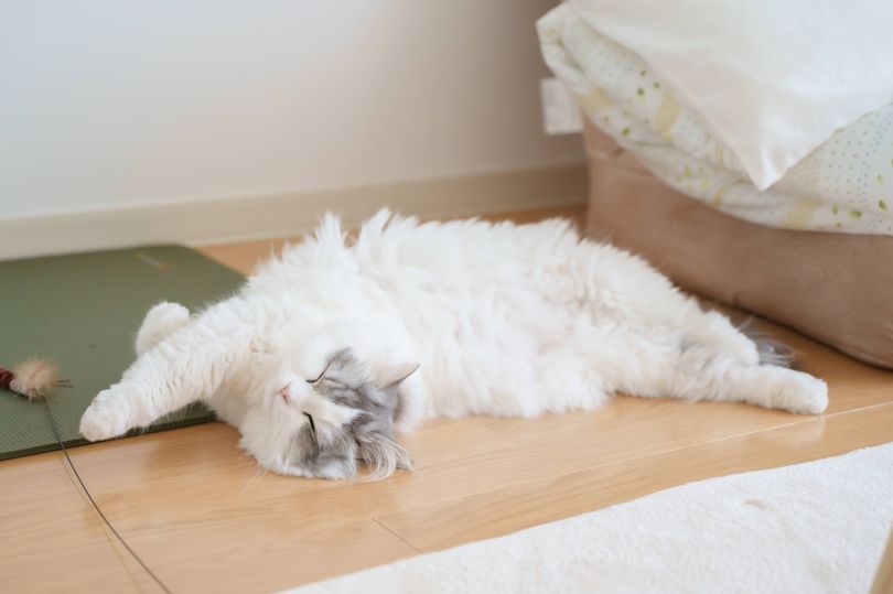 Cats 'flop' over in front of you for an adorable reason, according to ...