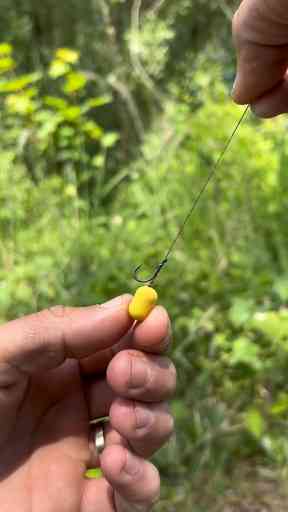 Best Fishing Bait for Every Season Expert Tips & Tricks!