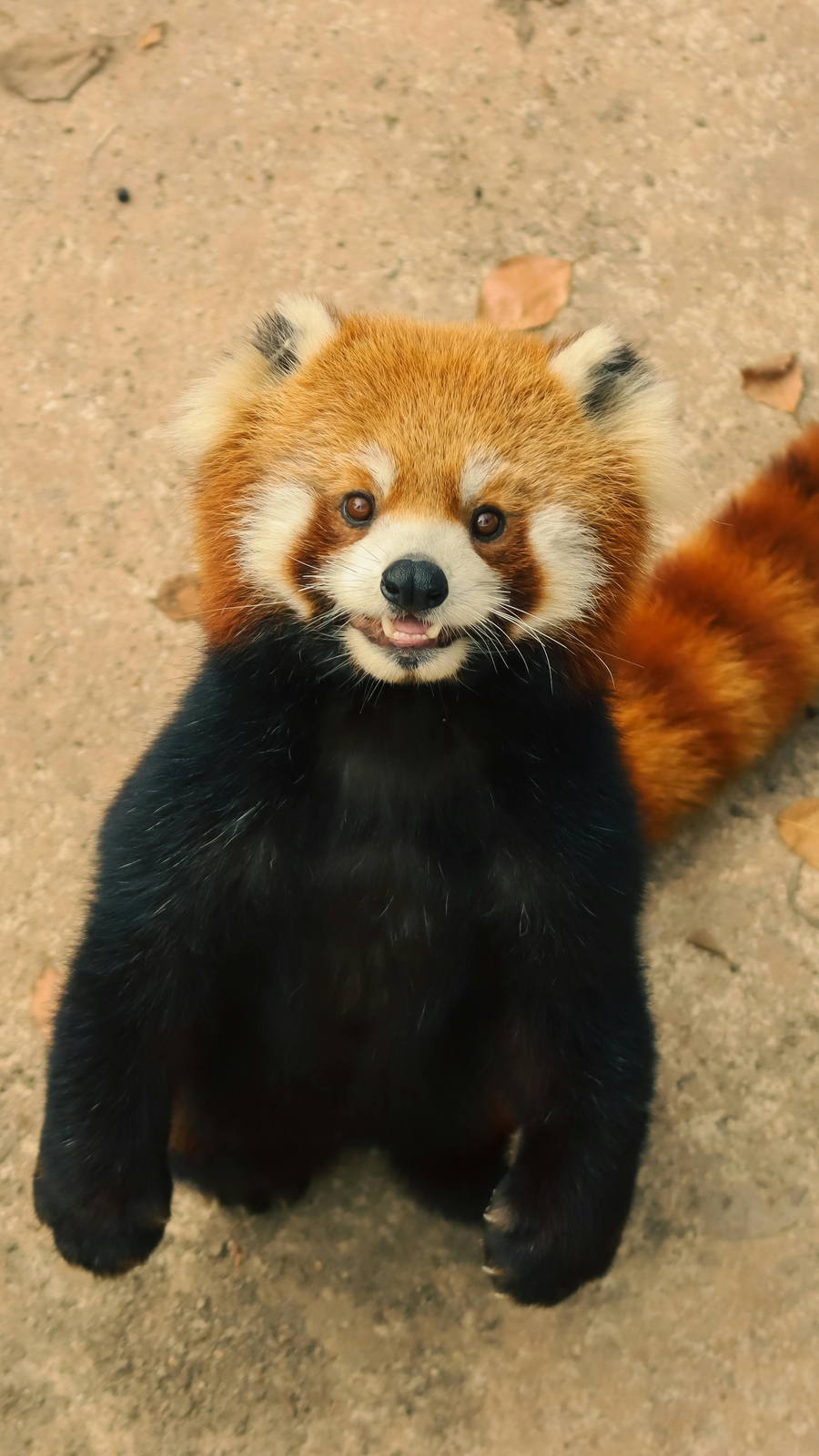Lesser-known facts about red pandas