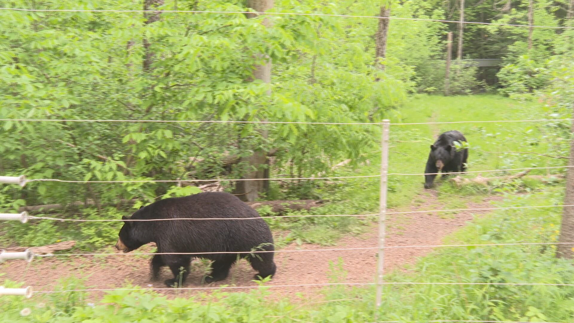 Why we’re seeing more black bears out this spring