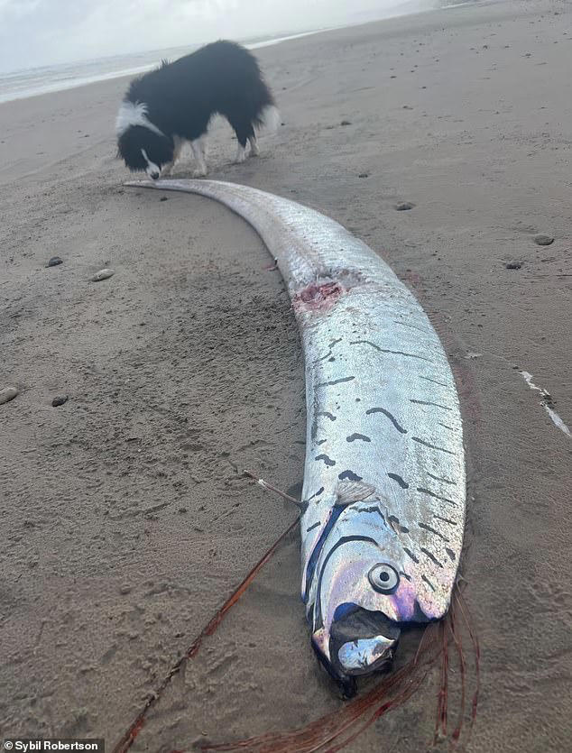 Ultra rare 'Harbinger of Doom' fish washes up on Australian beach