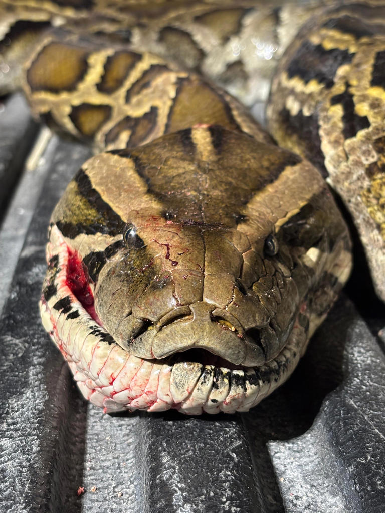 'We couldn’t believe it': Giant python wrangled, caught by 3 hunters in ...