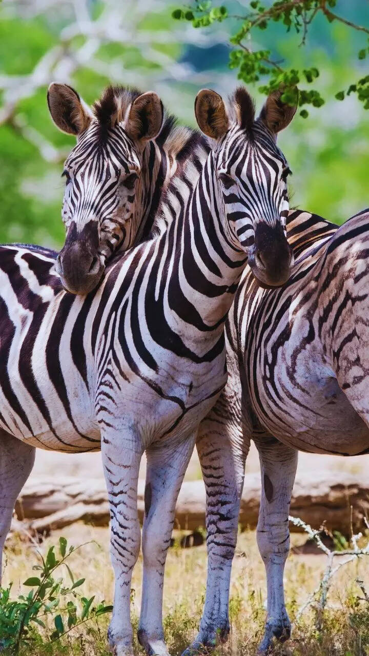 9 unique wild animals found only in South Africa