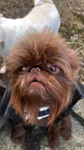 Proshka's Pick: Shaggy Featuring 10 Girls in Dog Fashion