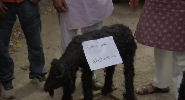 Hindu outfit pitches clay goats for eco-friendly Eid, riles Muslim body
