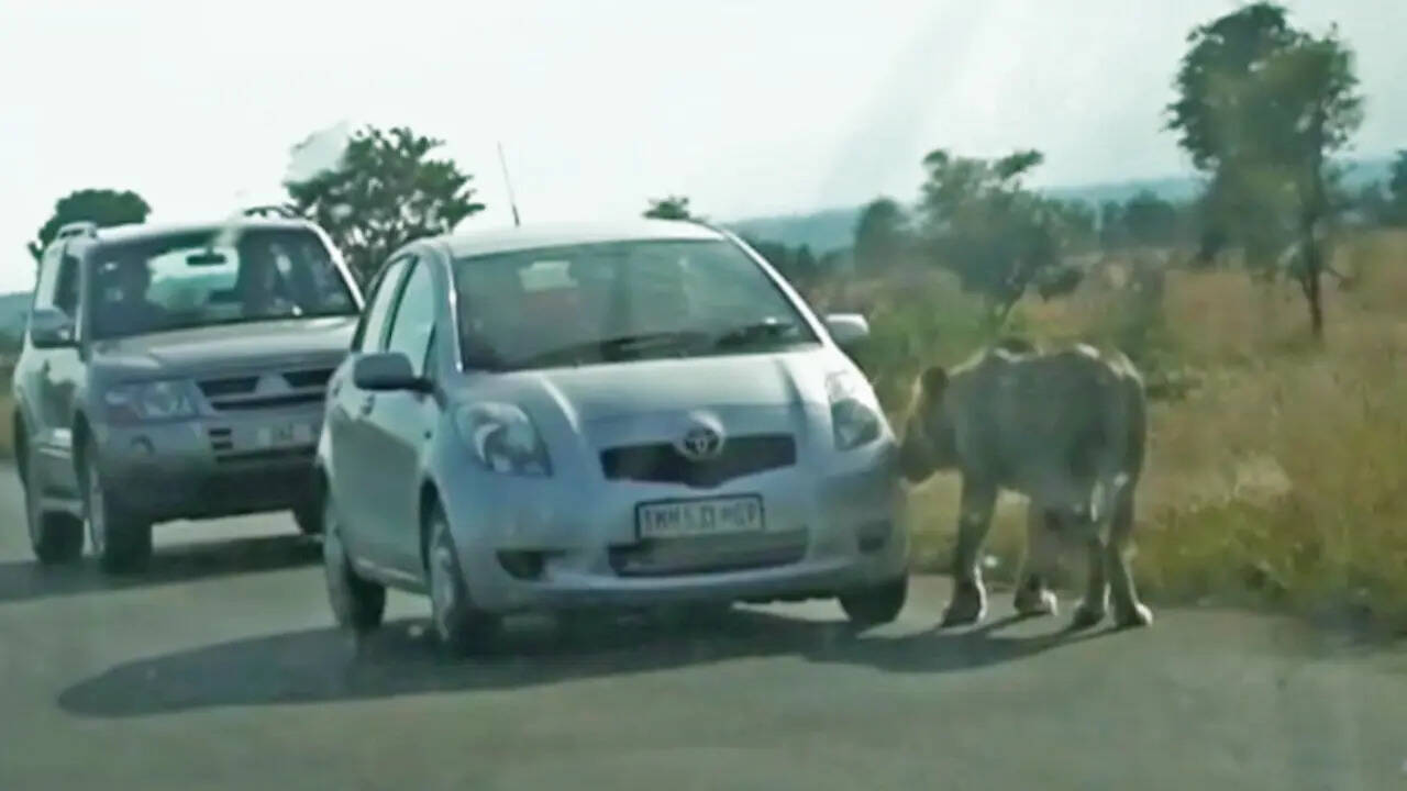 Watch: Lion-Bite Causes Car-Tyre Explosion