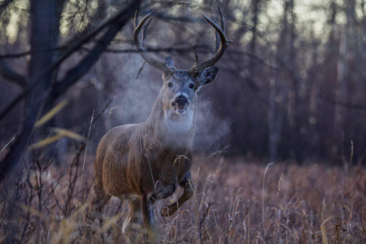 Pennsylvania’s Record-Breaking Whitetail Deer Harvest Discovered ...