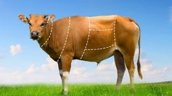 Tutorial Memotong Sapi Kurban agar Dagingnya Empuk