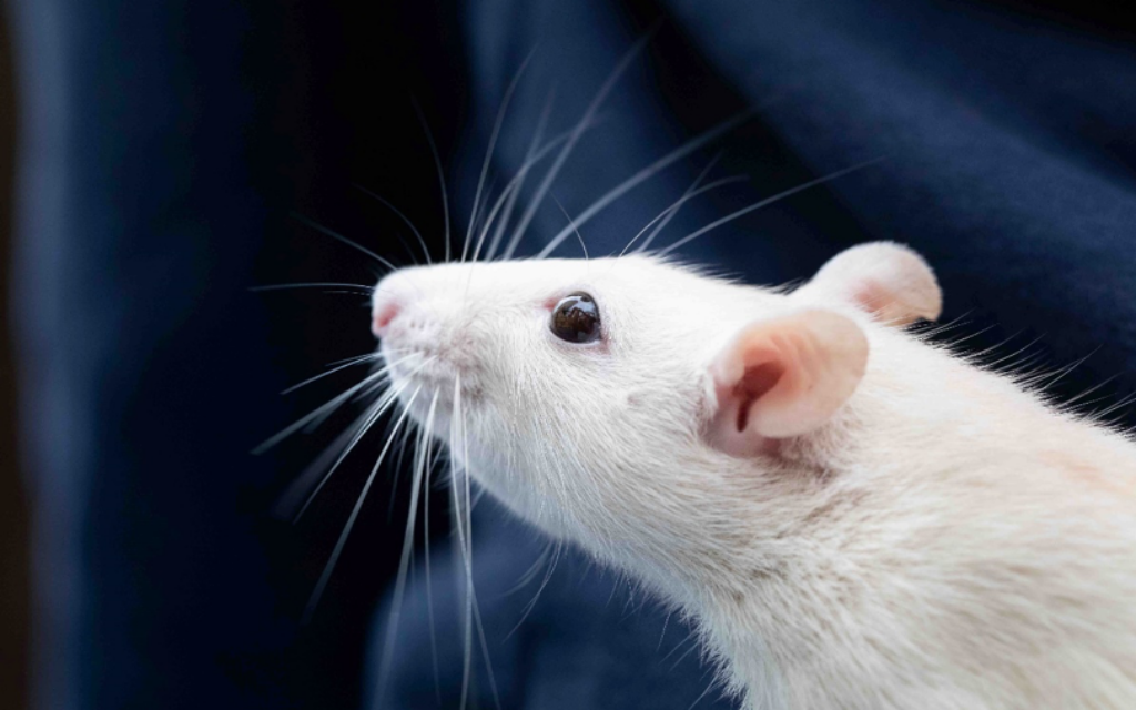 In breakthrough that may aid blind, Israeli scientists find mice use ...