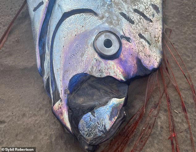 Ultra rare 'Harbinger of Doom' fish washes up on Australian beach