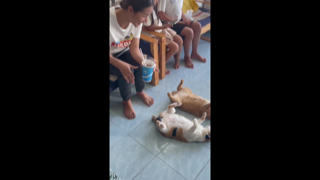 Pair of pet cats strike identical poses lying on their backs